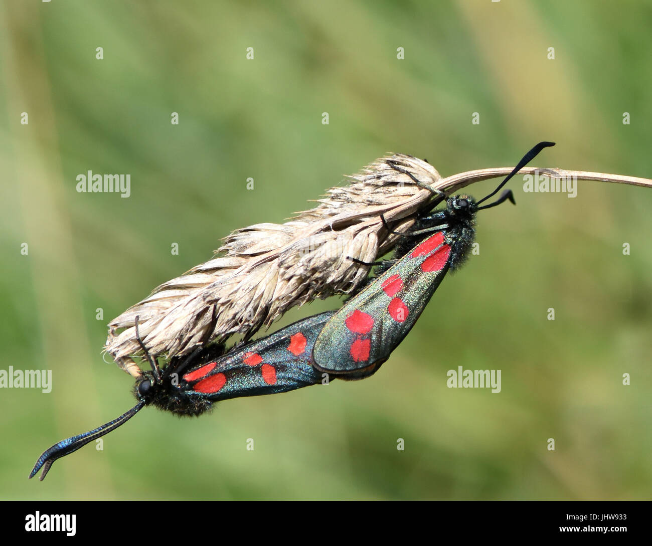 The day-flying Six-spot burnet moth (Zygaena filipendulae) mating on a ...