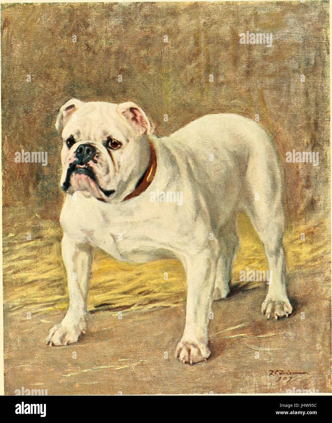 "The new book of the dog : a comprehensive natural history of British ...