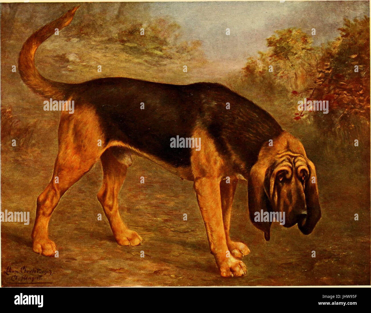 "The new book of the dog : a comprehensive natural history of British ...