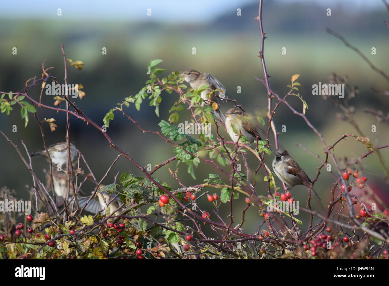 Privet hedge bird hi-res stock photography and images - Alamy