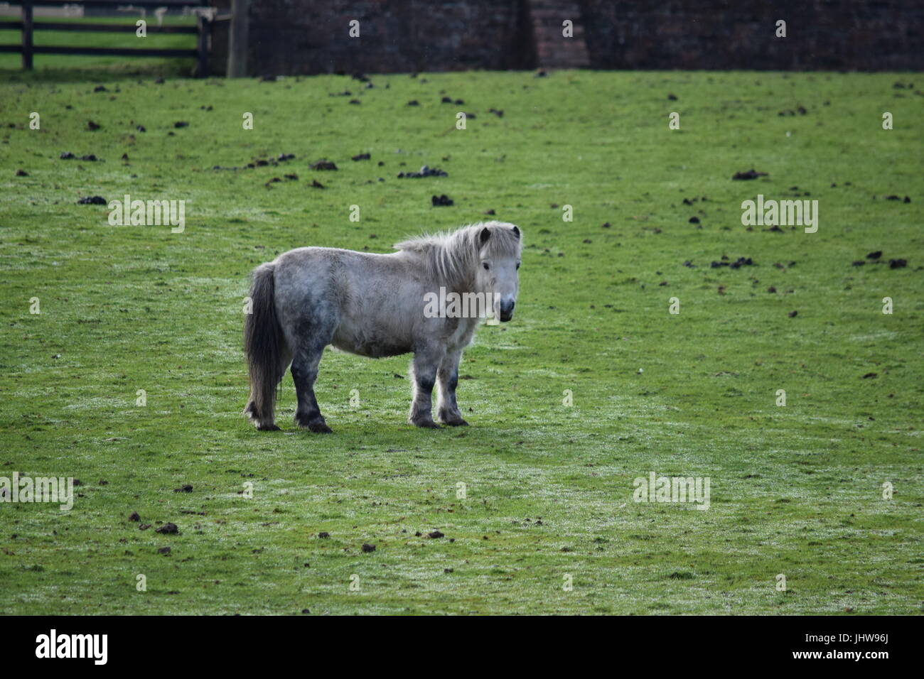 Grey pony hi-res stock photography and images - Alamy