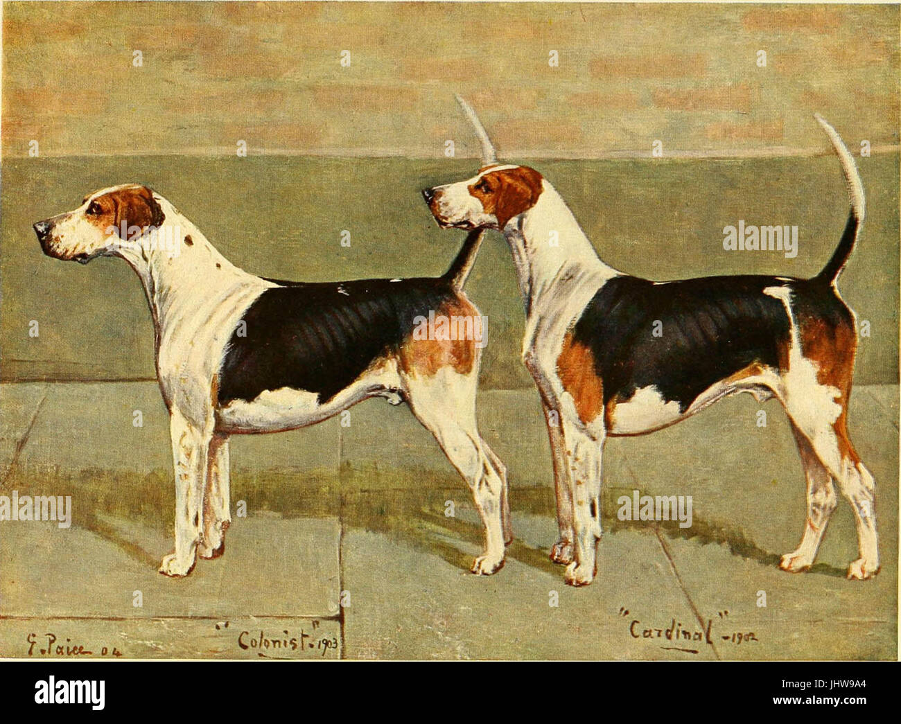 "The new book of the dog : a comprehensive natural history of British ...