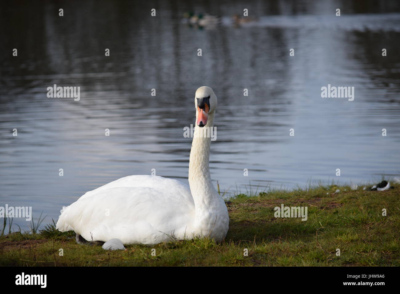 Swan on bank Stock Photo - Alamy
