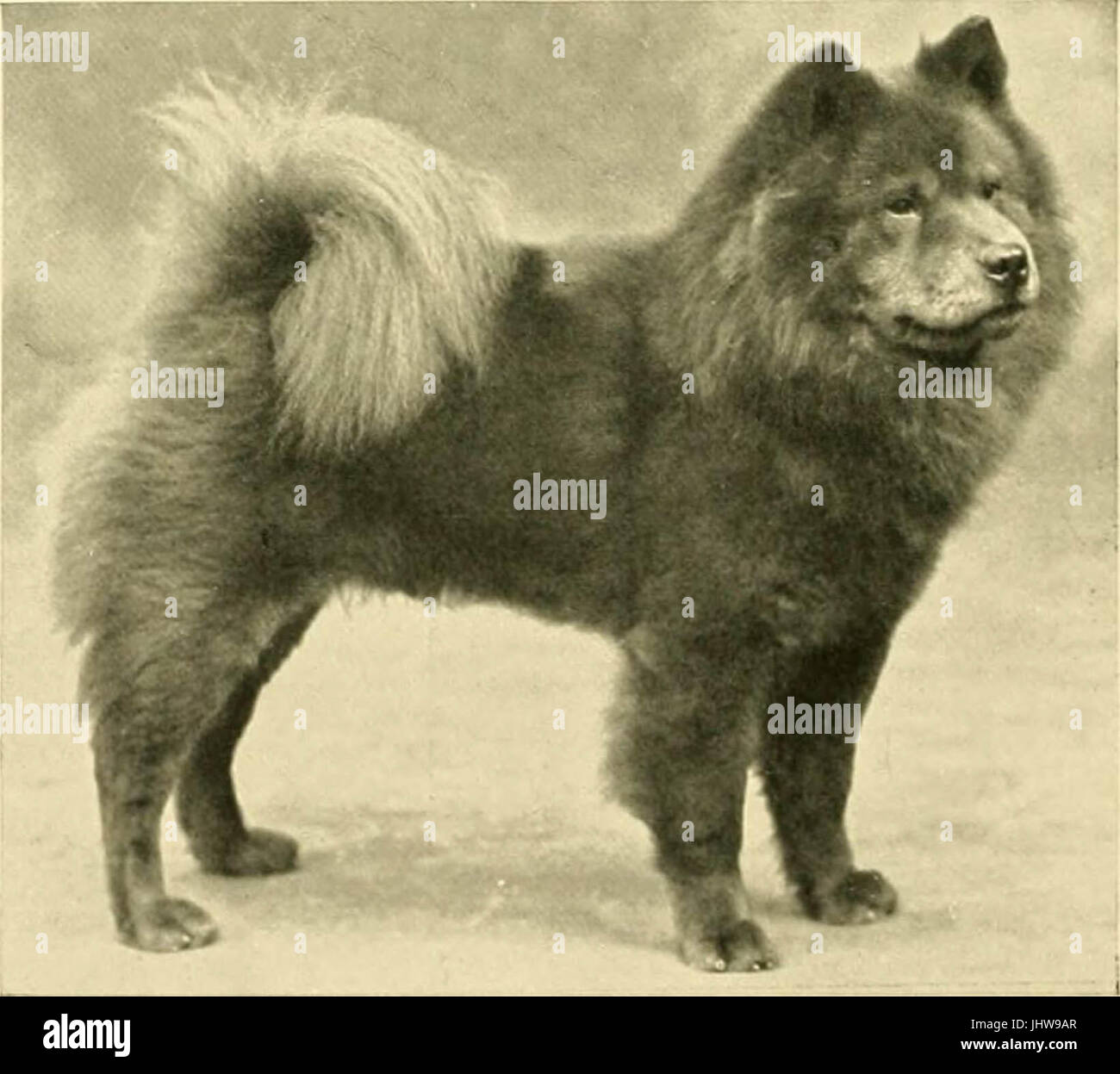 "The new book of the dog : a comprehensive natural history of British ...