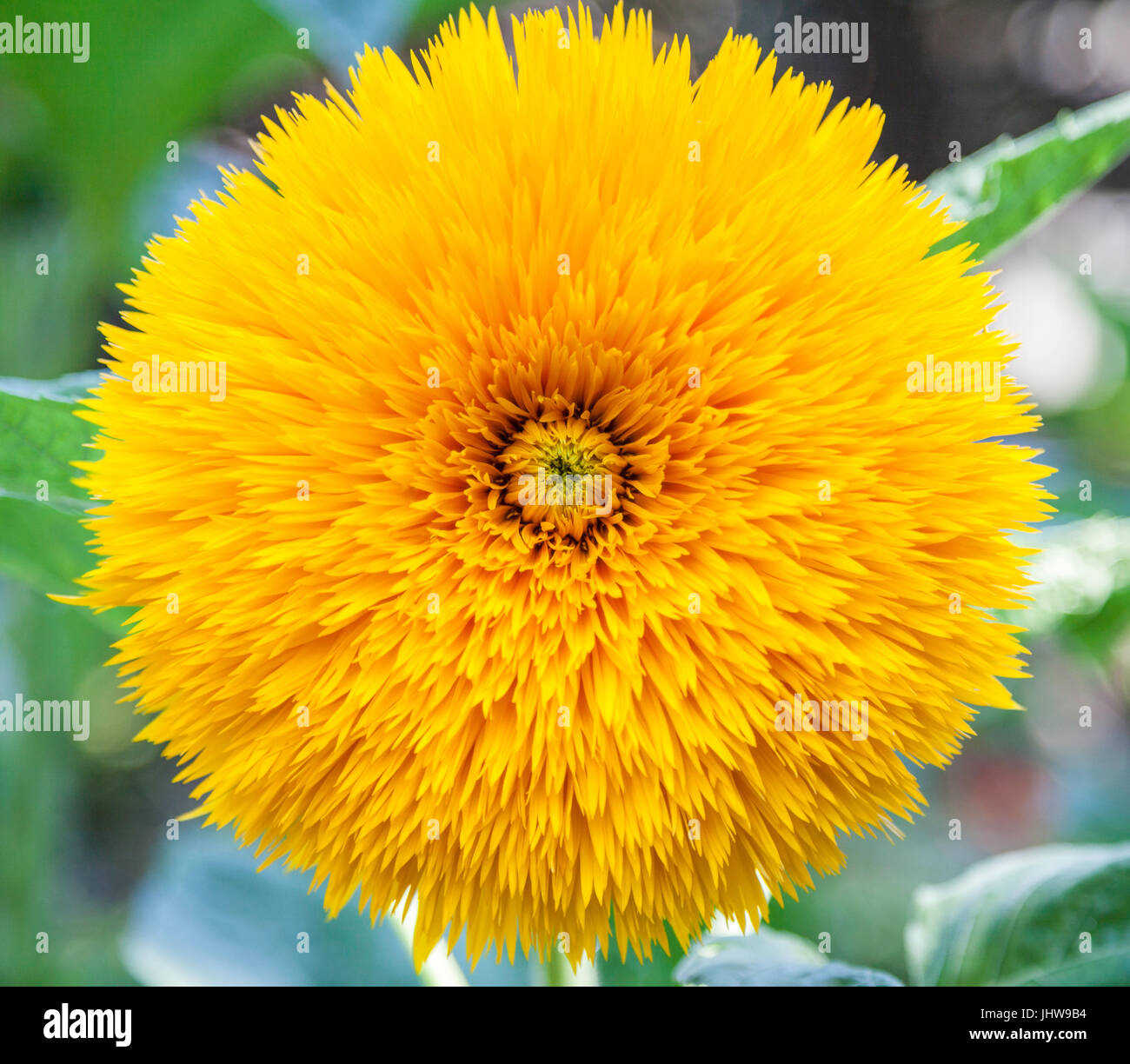 Teddy bear sunflower hi-res stock photography and images - Alamy