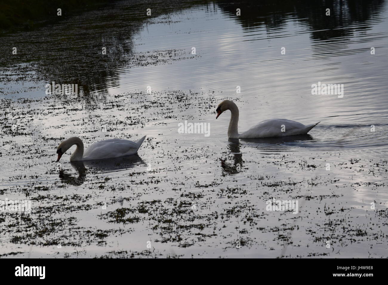 Swans swimming on reedy water Stock Photo - Alamy