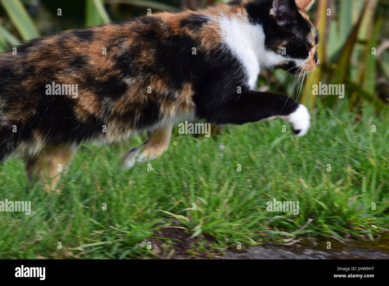 Pouncing domestic cat hi-res stock photography and images - Alamy