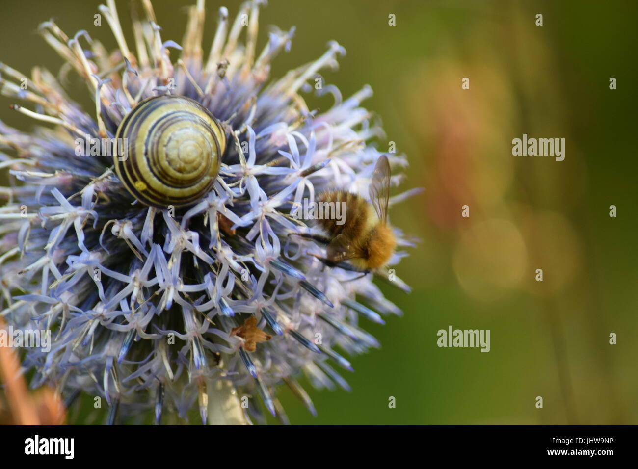 Snail on a flower Stock Photo - Alamy