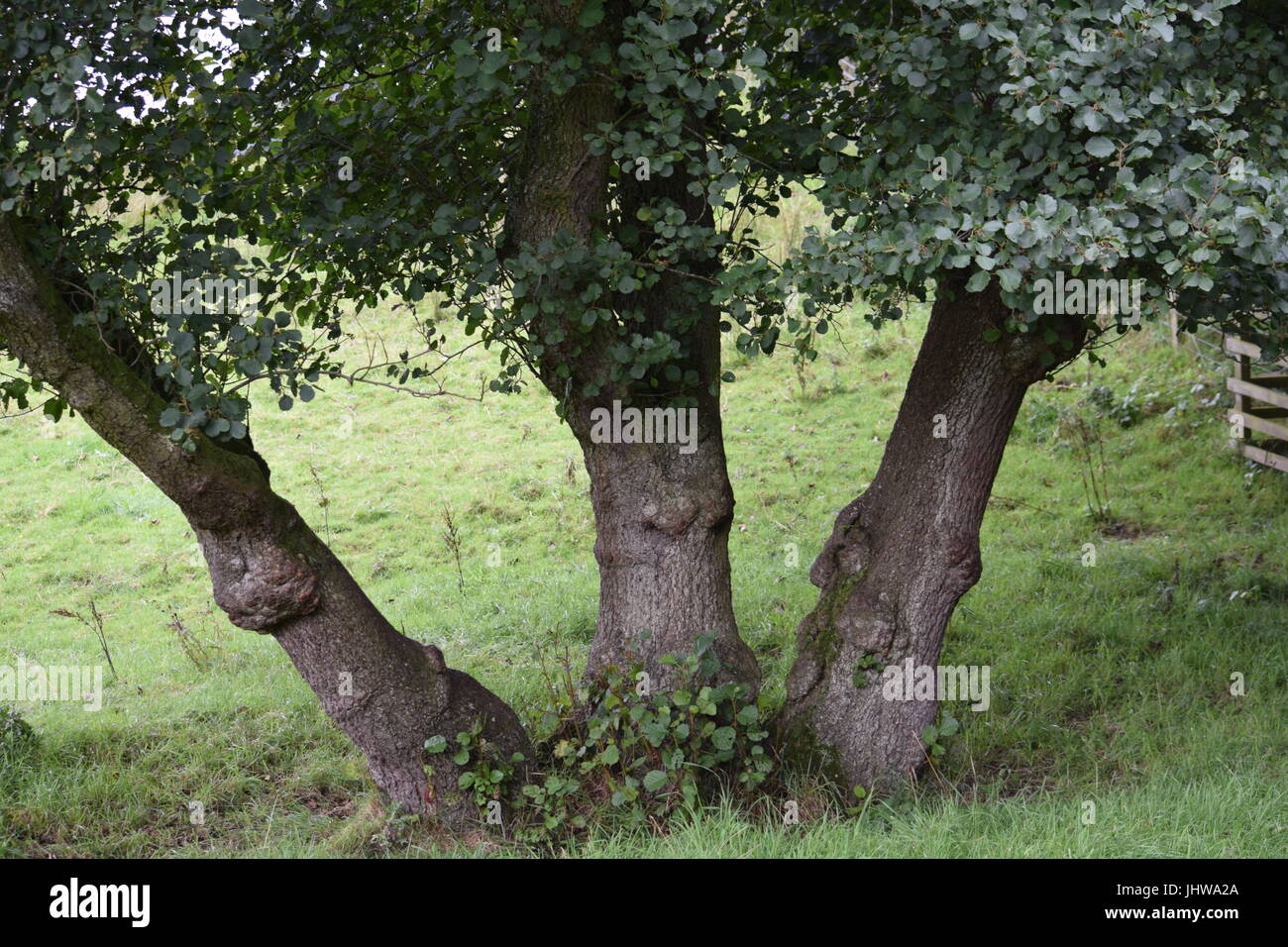 Three trunked hi-res stock photography and images - Alamy