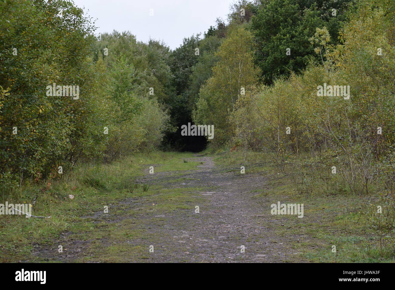 Path into scrub Stock Photo - Alamy