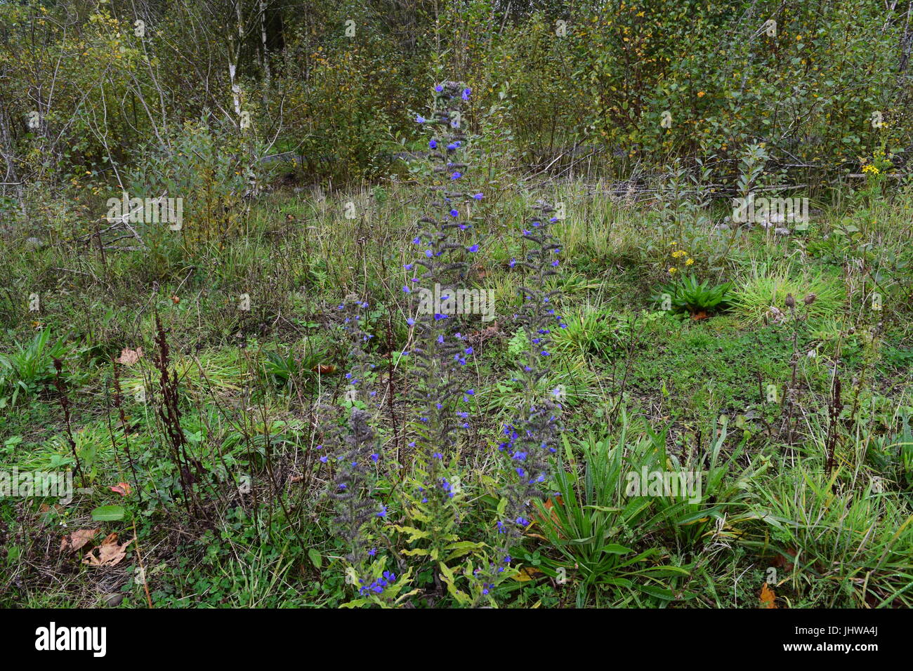 Anchusa High Resolution Stock Photography and Images - Alamy