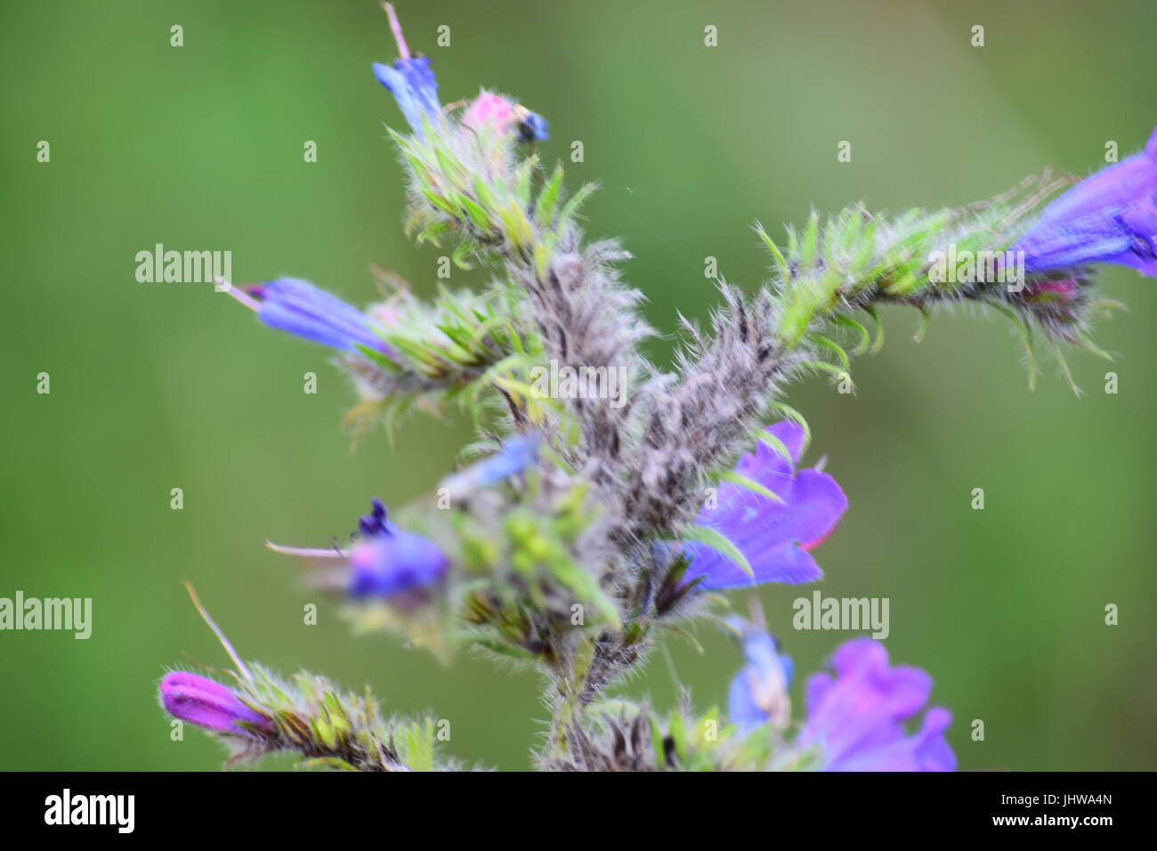 Field Bugloss, Anchusa avensis Stock Photo - Alamy