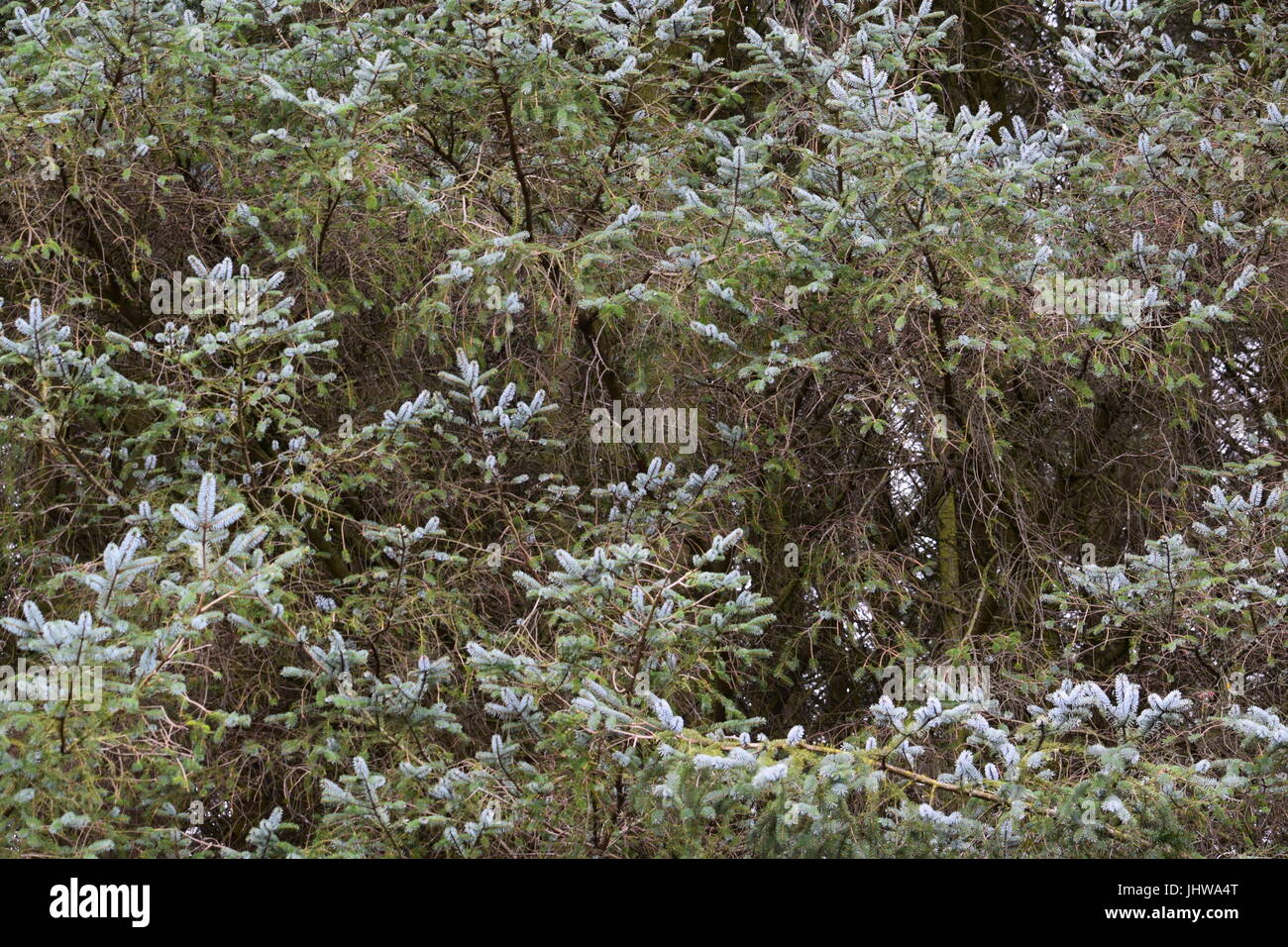 Plant Scrub Stock Photos & Plant Scrub Stock Images - Alamy