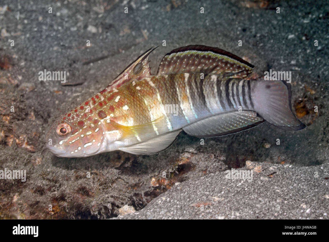 Banded Goby, also known as White-barred goby, Amblygobius phalaena ...