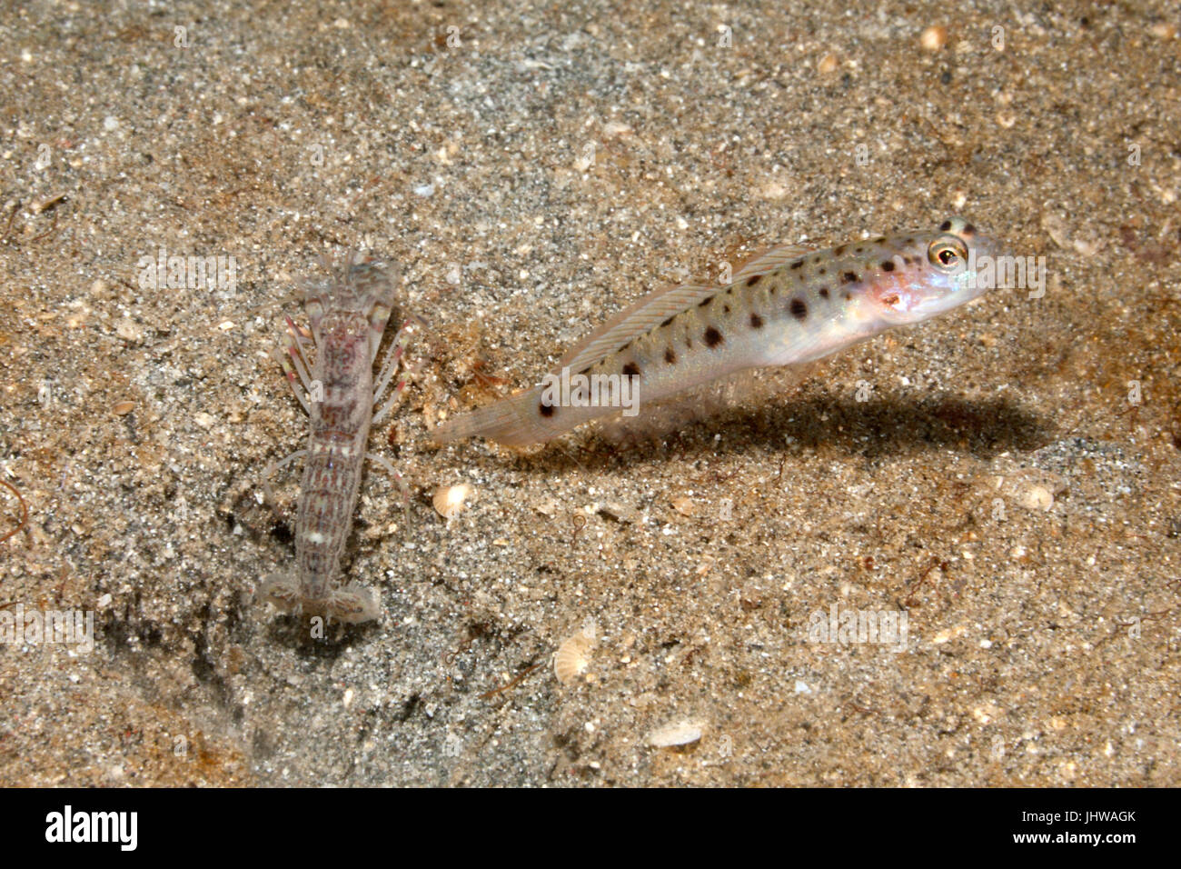 Blind shrimp goby hi-res stock photography and images - Alamy