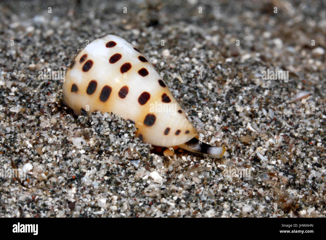 Conus eburneus hi-res stock photography and images - Alamy