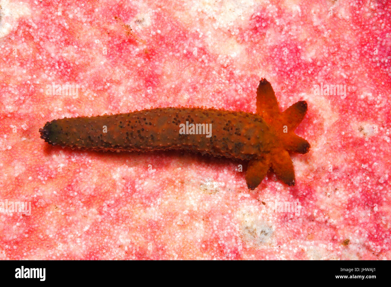 Starfish regeneration arms hi-res stock photography and images - Alamy