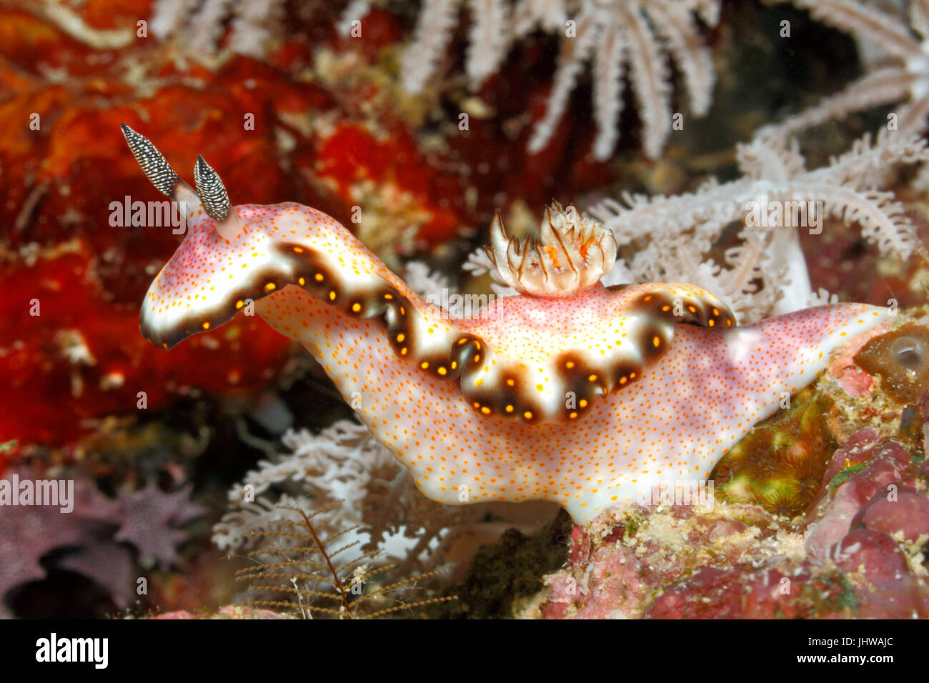 Red spots nudibranch hi-res stock photography and images - Alamy