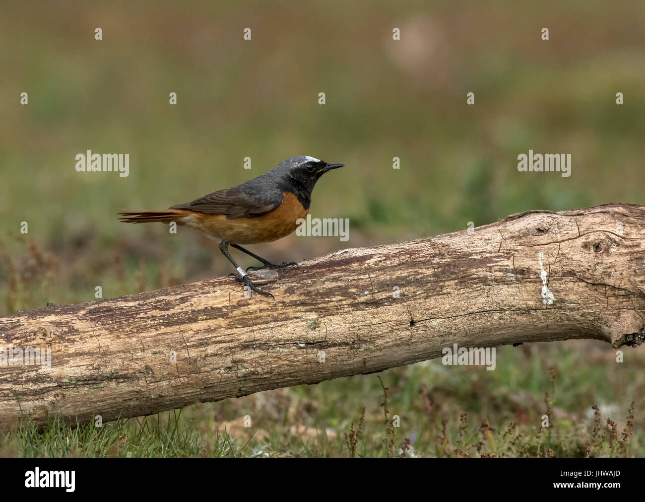Redstart bird uk hi-res stock photography and images - Alamy