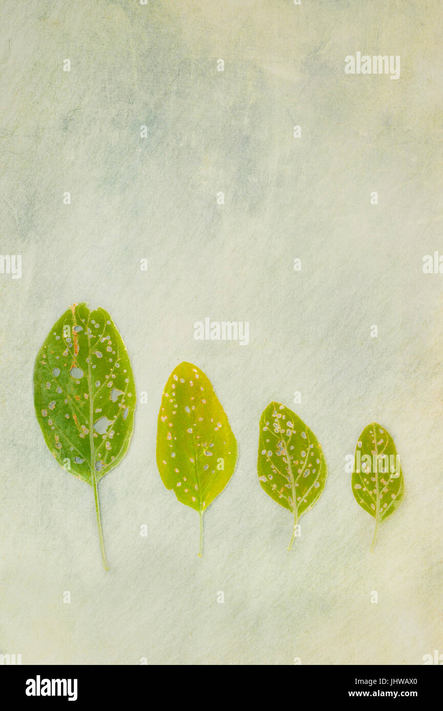 Row background hi-res stock photography and images - Alamy