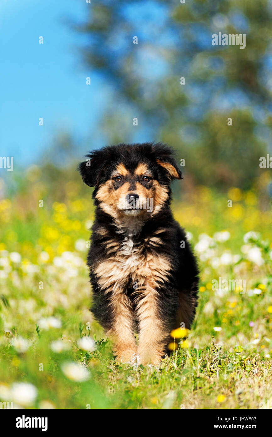 Sitting dog field hi-res stock photography and images - Alamy