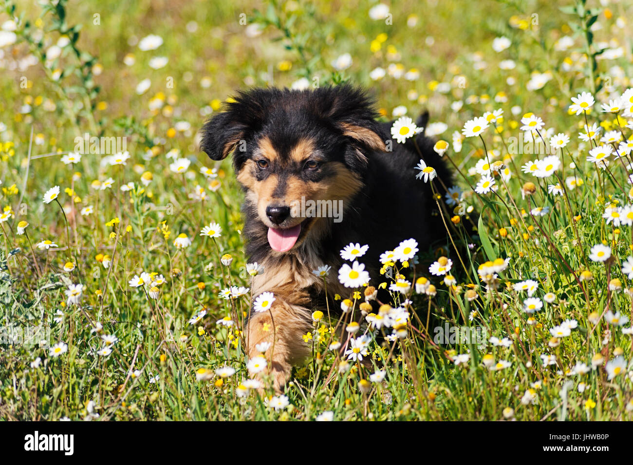 Puppy field hi-res stock photography and images - Alamy