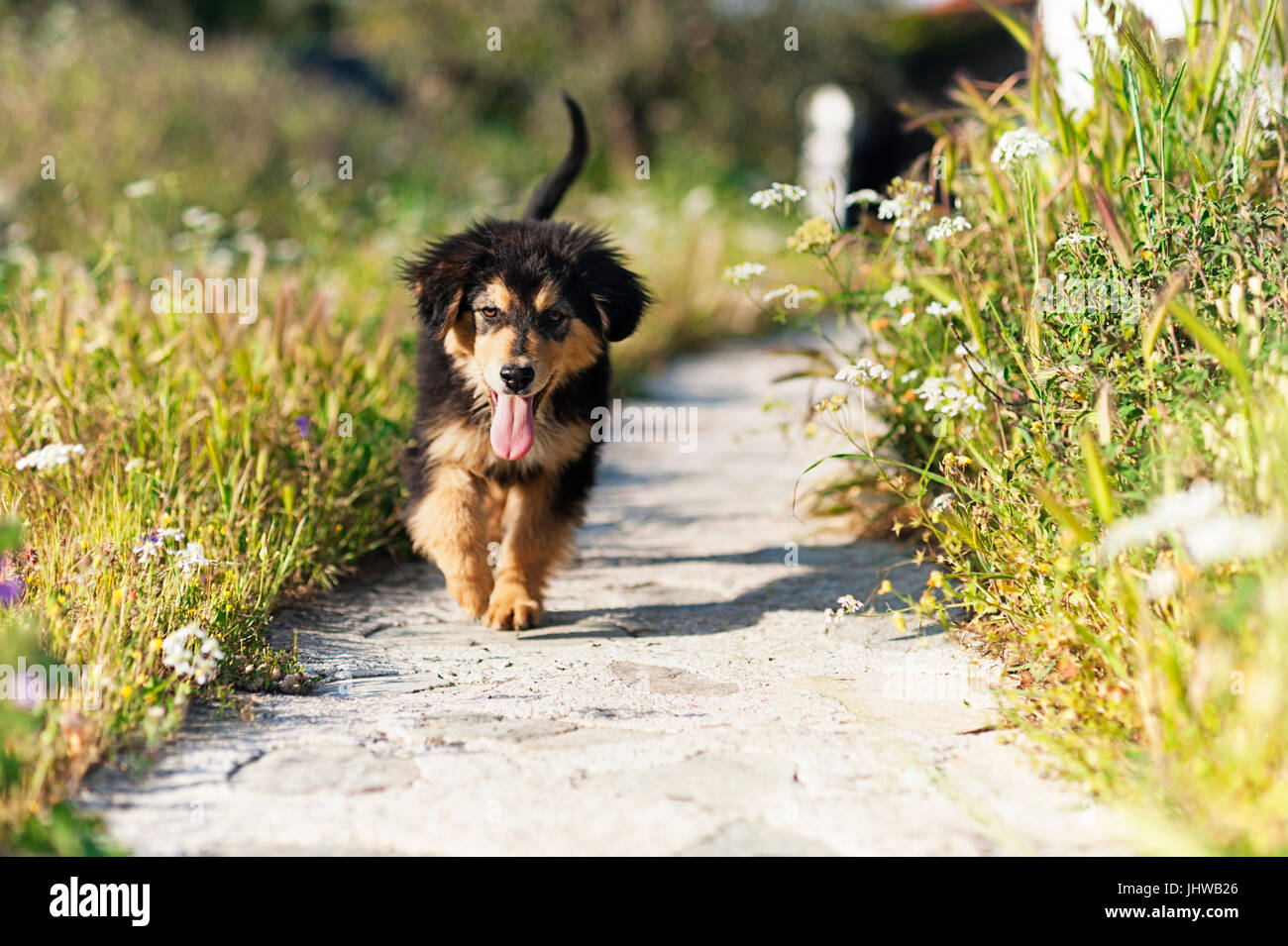 Puppy on path hi-res stock photography and images - Alamy