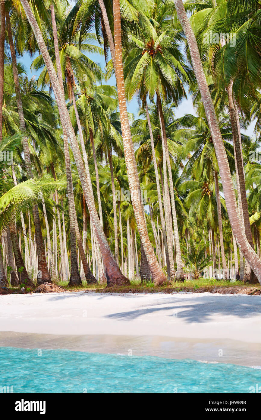 Palm grove hi-res stock photography and images - Alamy