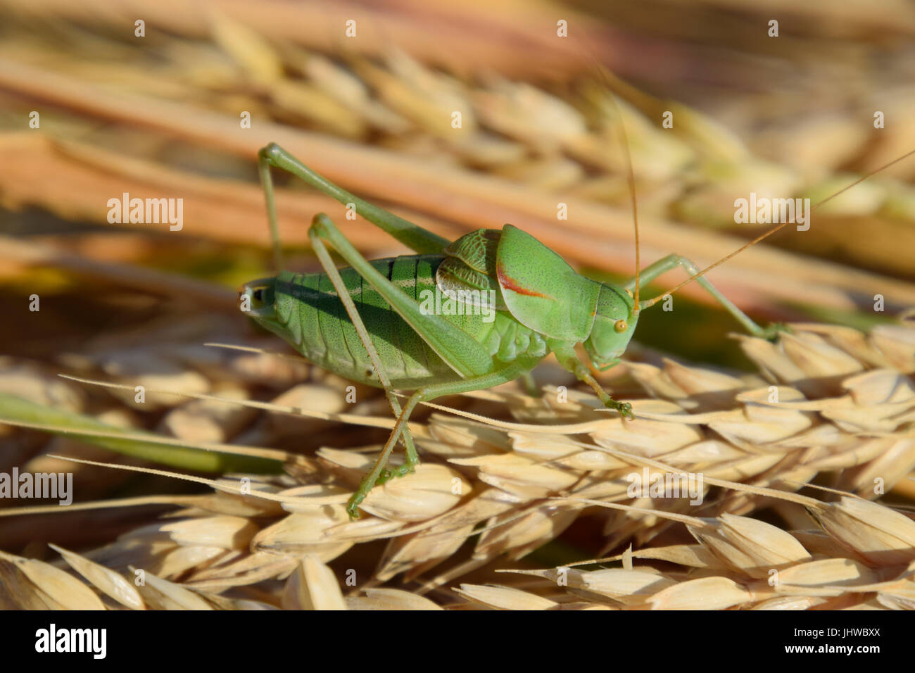 Isophia. Grasshopper is an isophy on a wheat spikelet. Isophya Stock ...