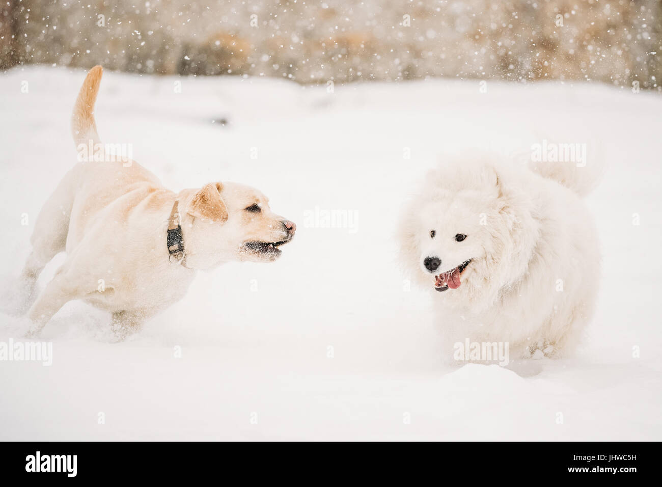 Two Funny Dogs - Labrador Dog And Samoyed Playing And Running Outdoor ...
