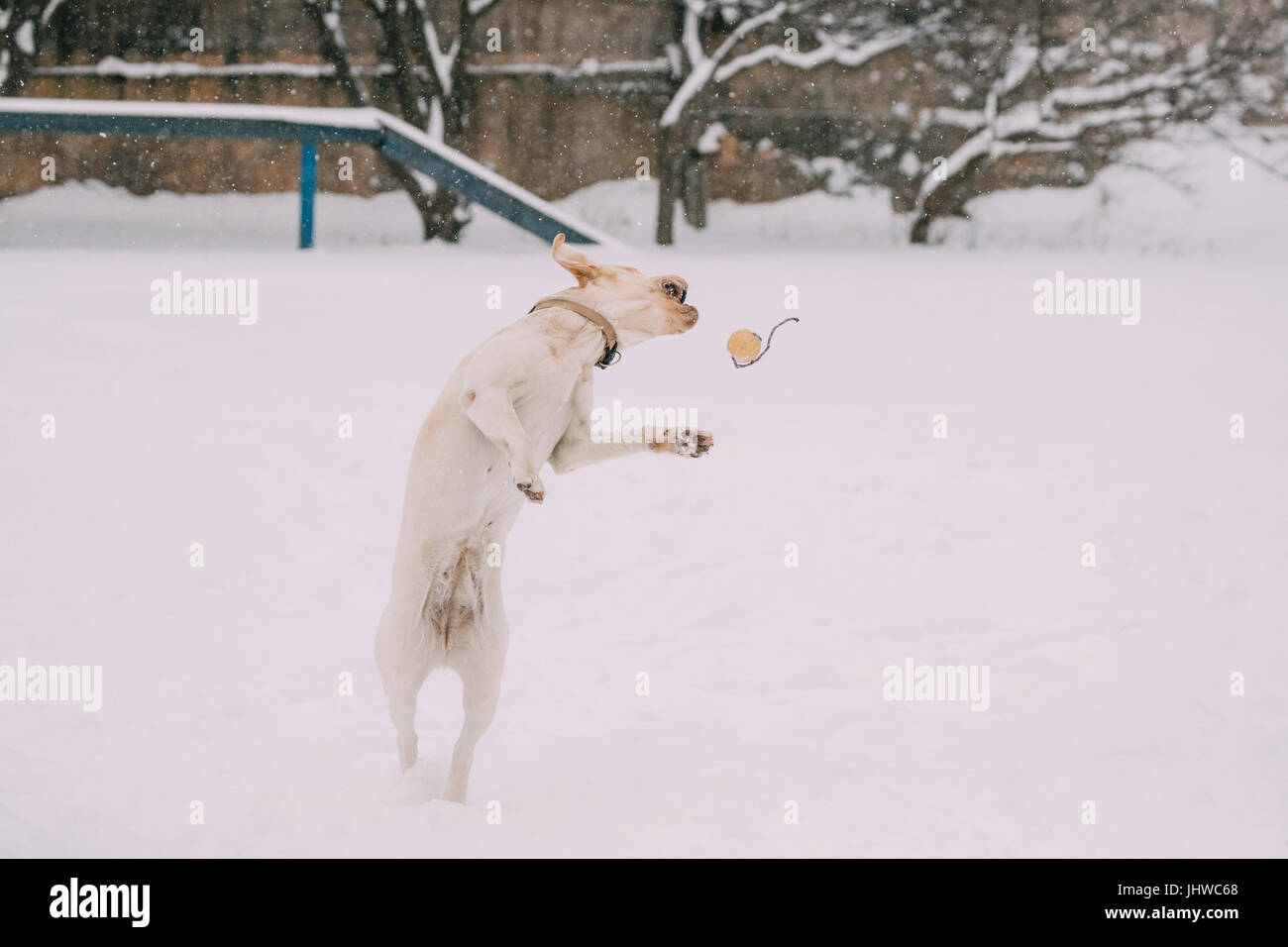Funny labrador hi-res stock photography and images - Alamy