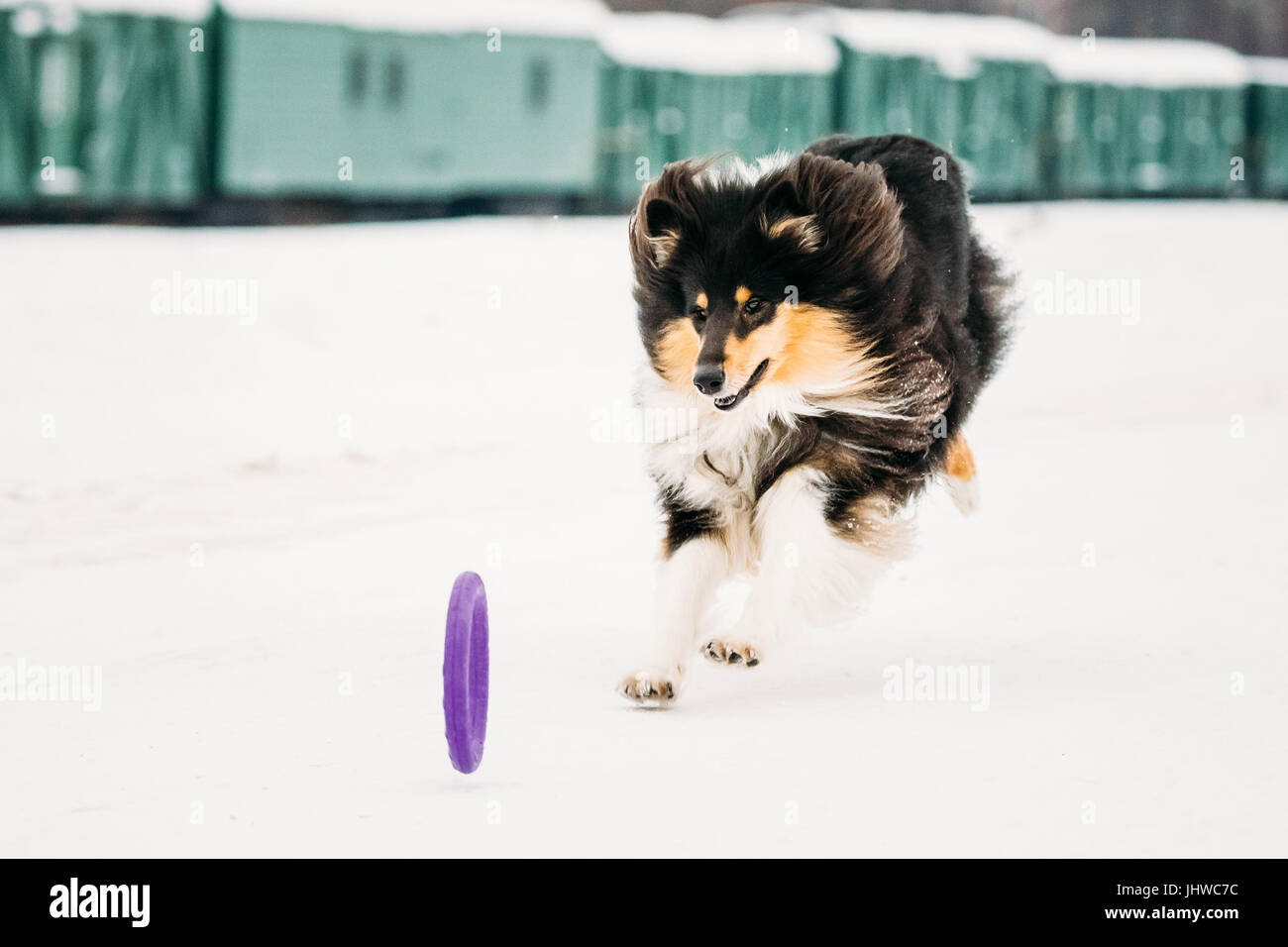 Shetland sheepdog running in snow hi-res stock photography and images ...