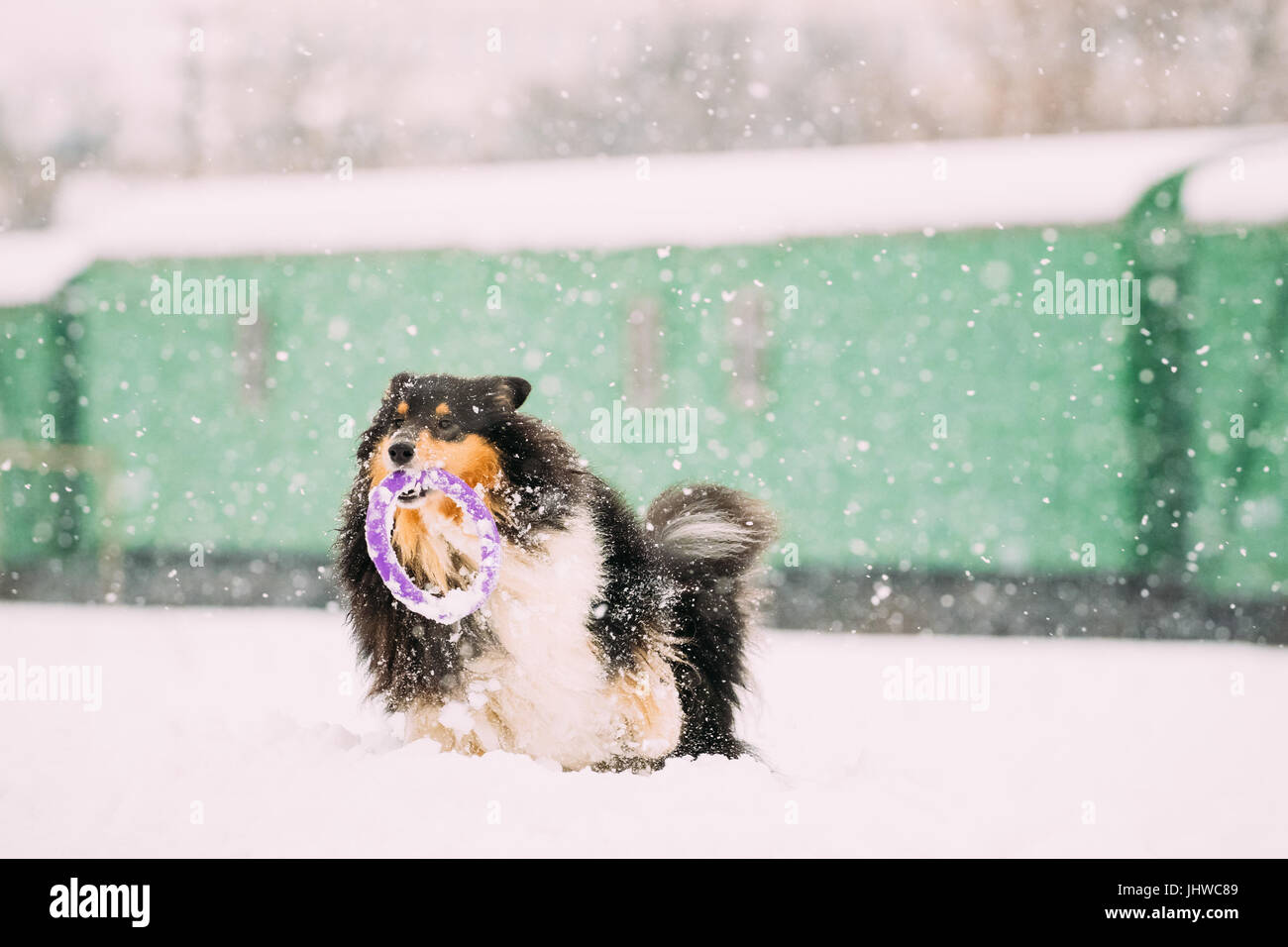 Shetland sheepdog running in snow hi-res stock photography and images ...
