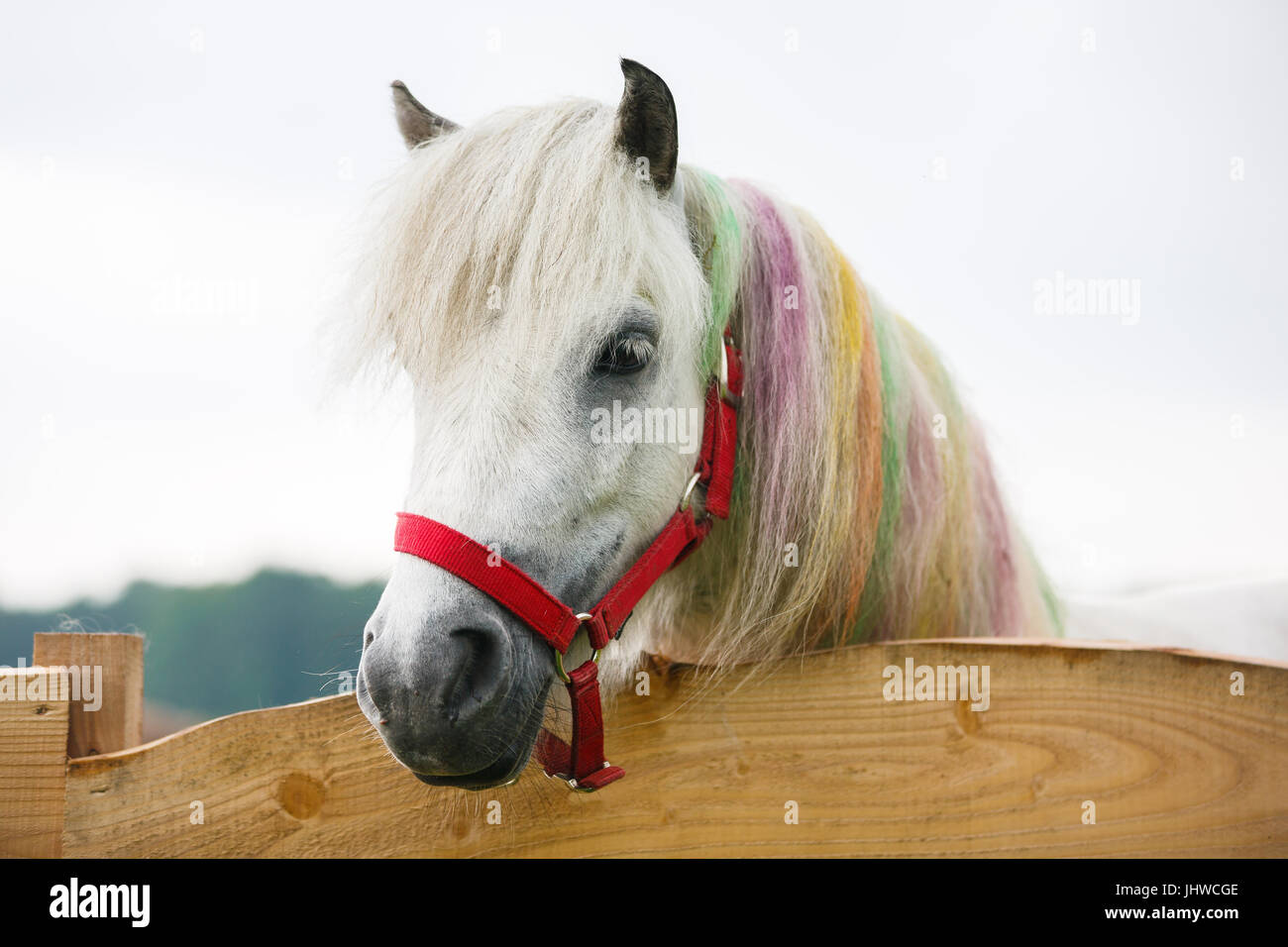 Painted pony hi-res stock photography and images - Alamy