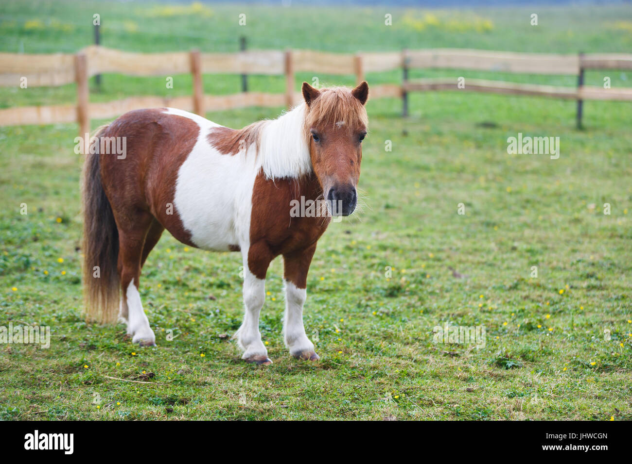 Little pony on the pasture in summer Stock Photo - Alamy