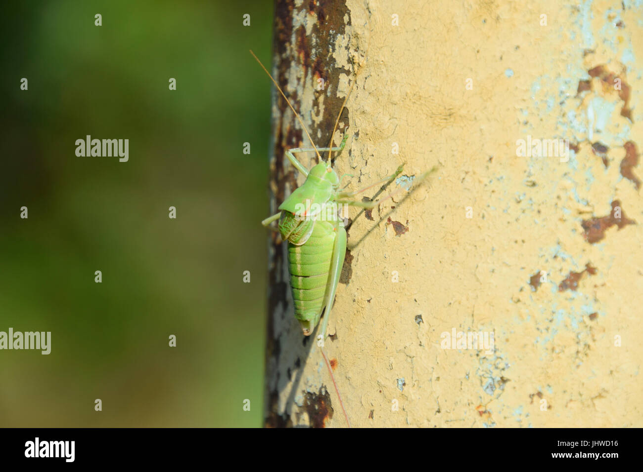 Isophya on an iron pillar. Grasshopper isofia male Stock Photo - Alamy