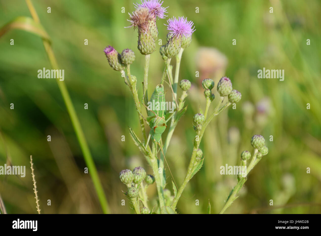 Isophya on the stems of the tubercle. Wingless grasshopper Isophya ...
