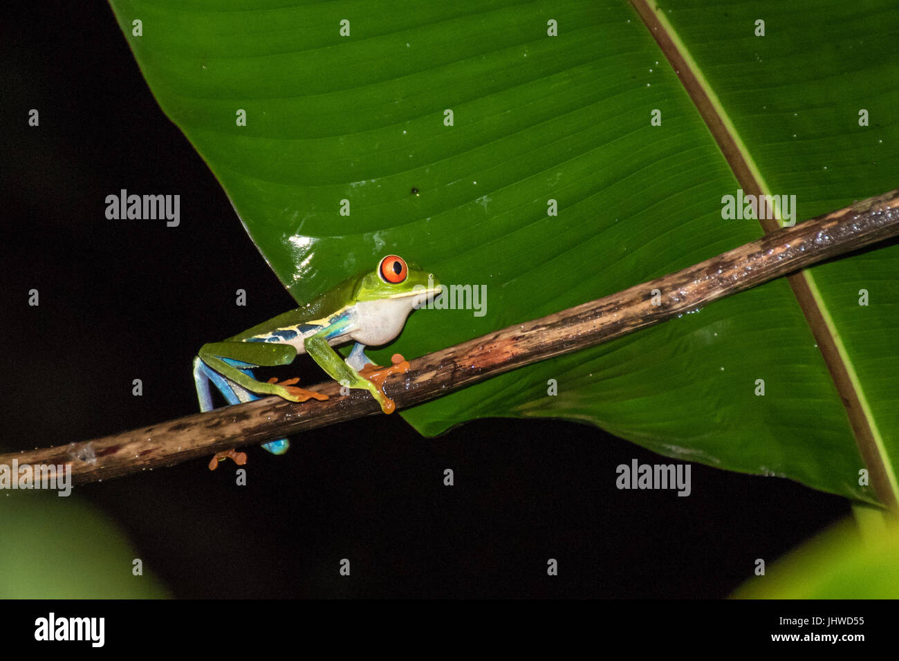Walking red eyed frog in Costa Rica Stock Photo - Alamy