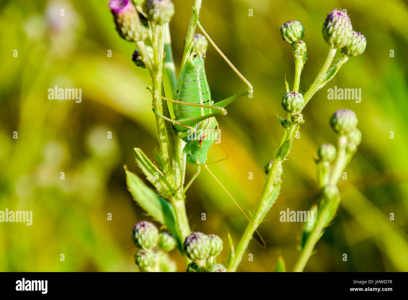 Isophya on the stems of the tubercle. Wingless grasshopper Isophya ...