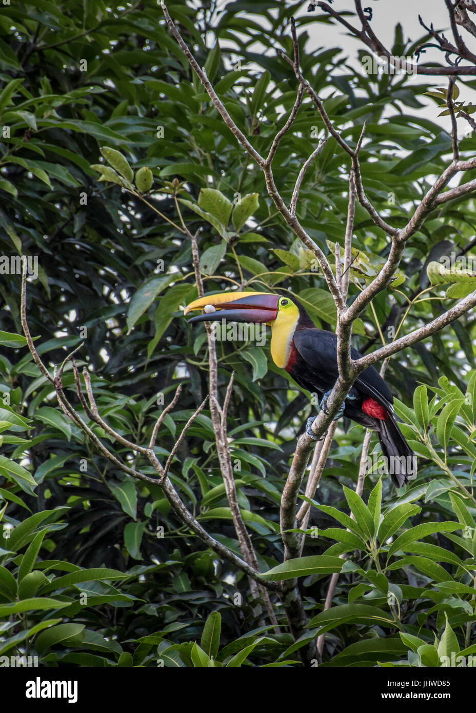 Toucan eating hi-res stock photography and images - Alamy
