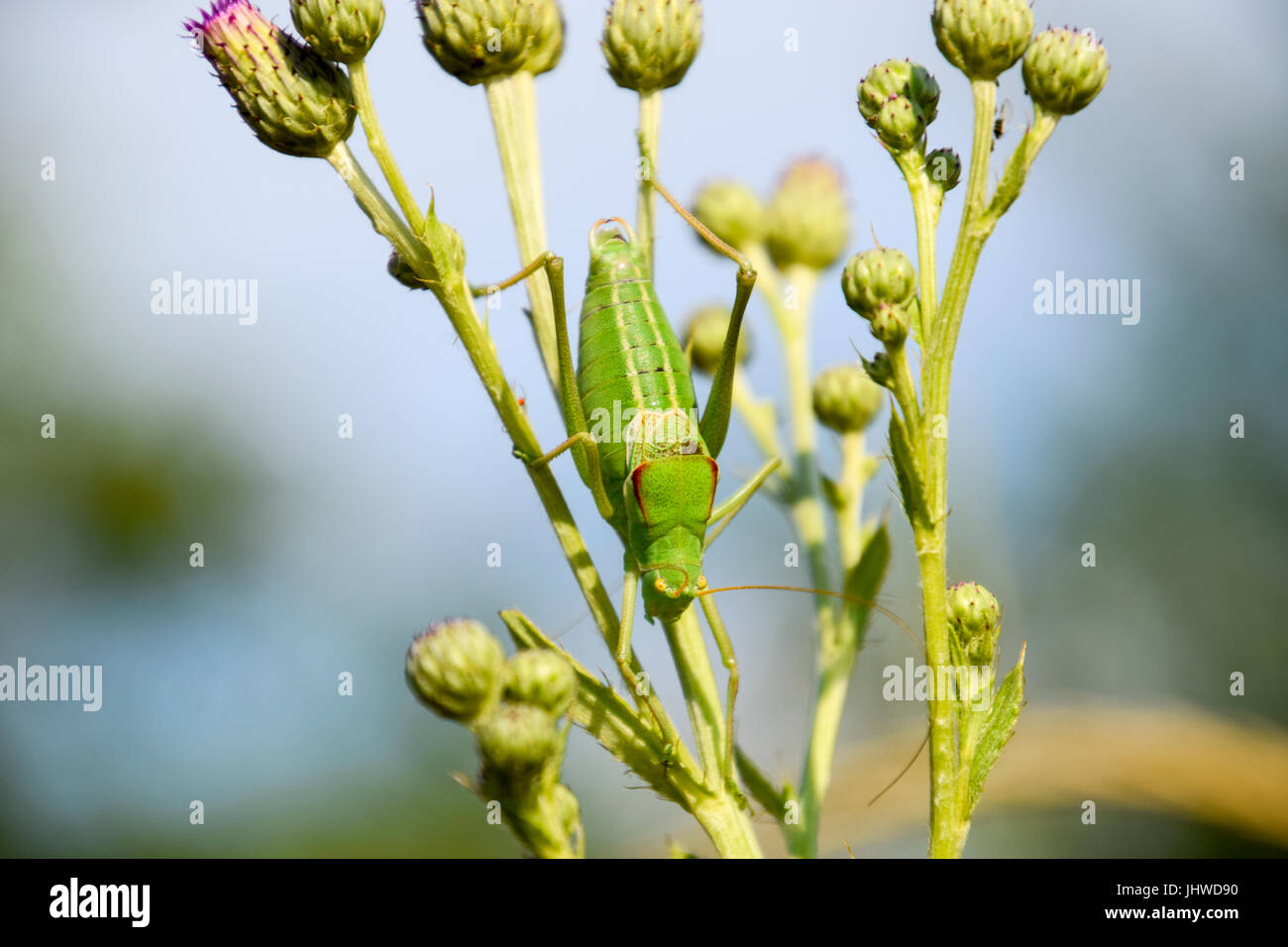 Isophya on the stems of the tubercle. Wingless grasshopper Isophya ...