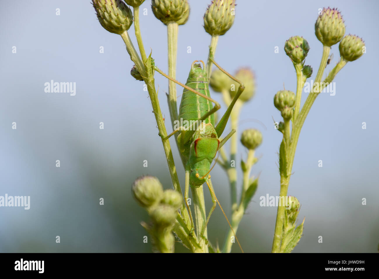 Isophya on the stems of the tubercle. Wingless grasshopper Isophya ...