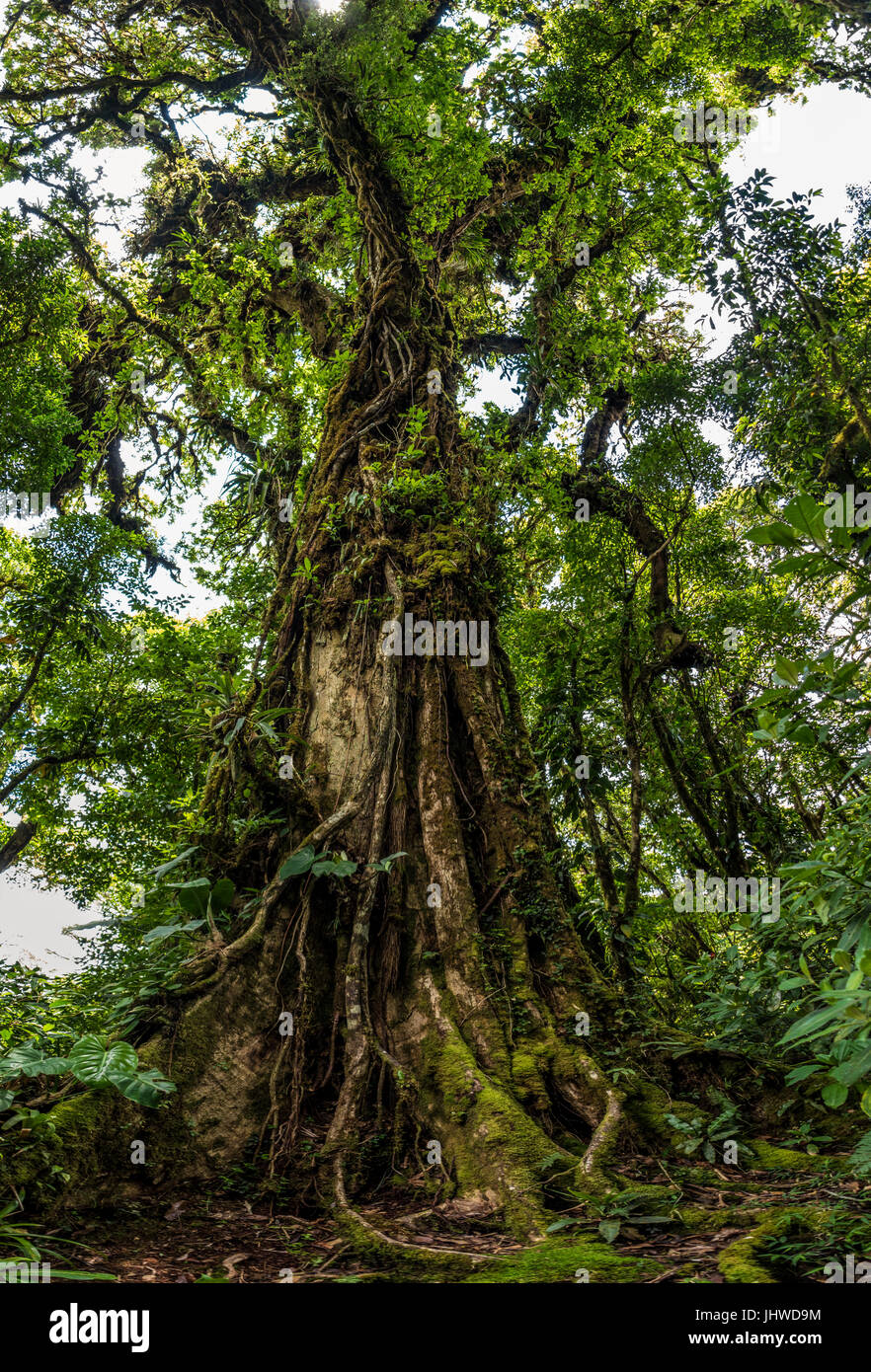 Big old tree in Monteverde Stock Photo - Alamy