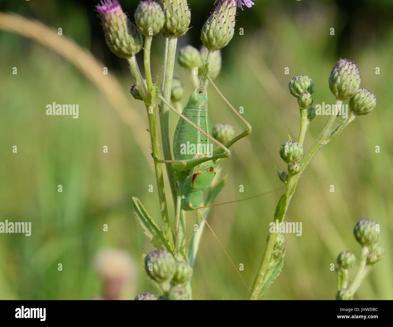 Isophya on the stems of the tubercle. Wingless grasshopper Isophya ...