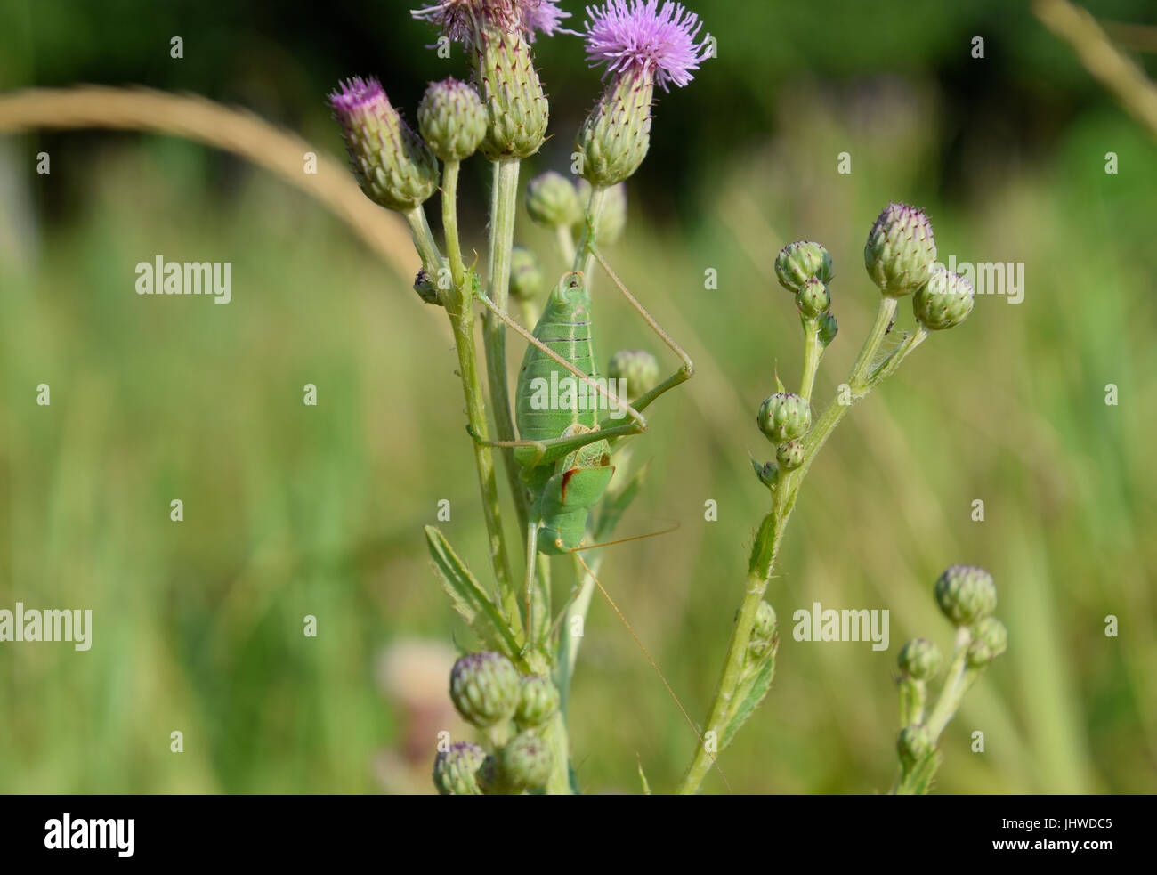 Isophya on the stems of the tubercle. Wingless grasshopper Isophya ...