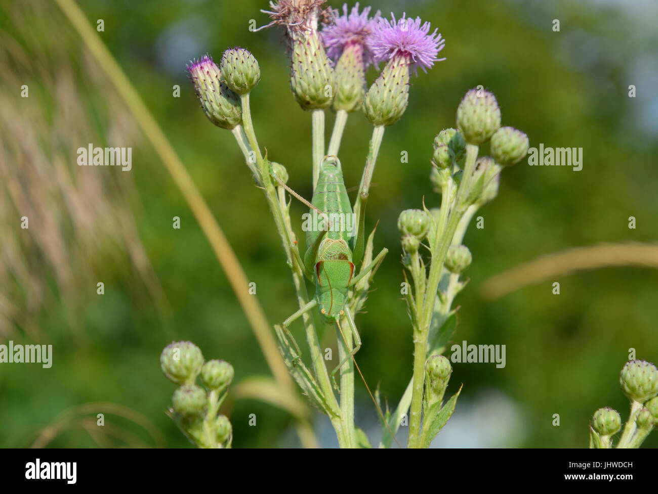 Isophya on the stems of the tubercle. Wingless grasshopper Isophya ...