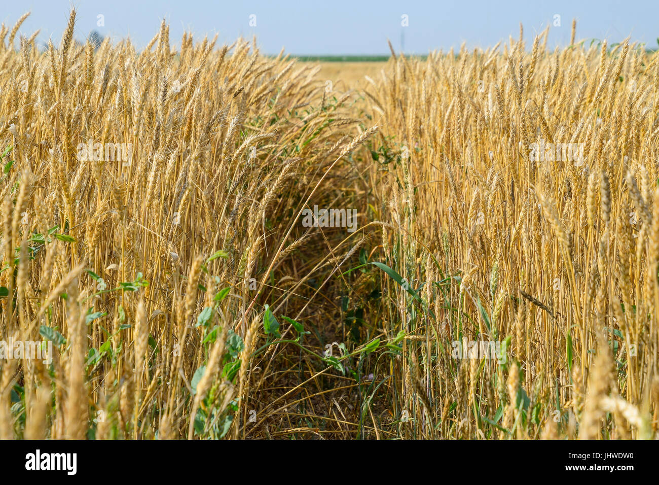 Mature wheat on the field. Spikelets of wheat. Harvest of grain. The ...