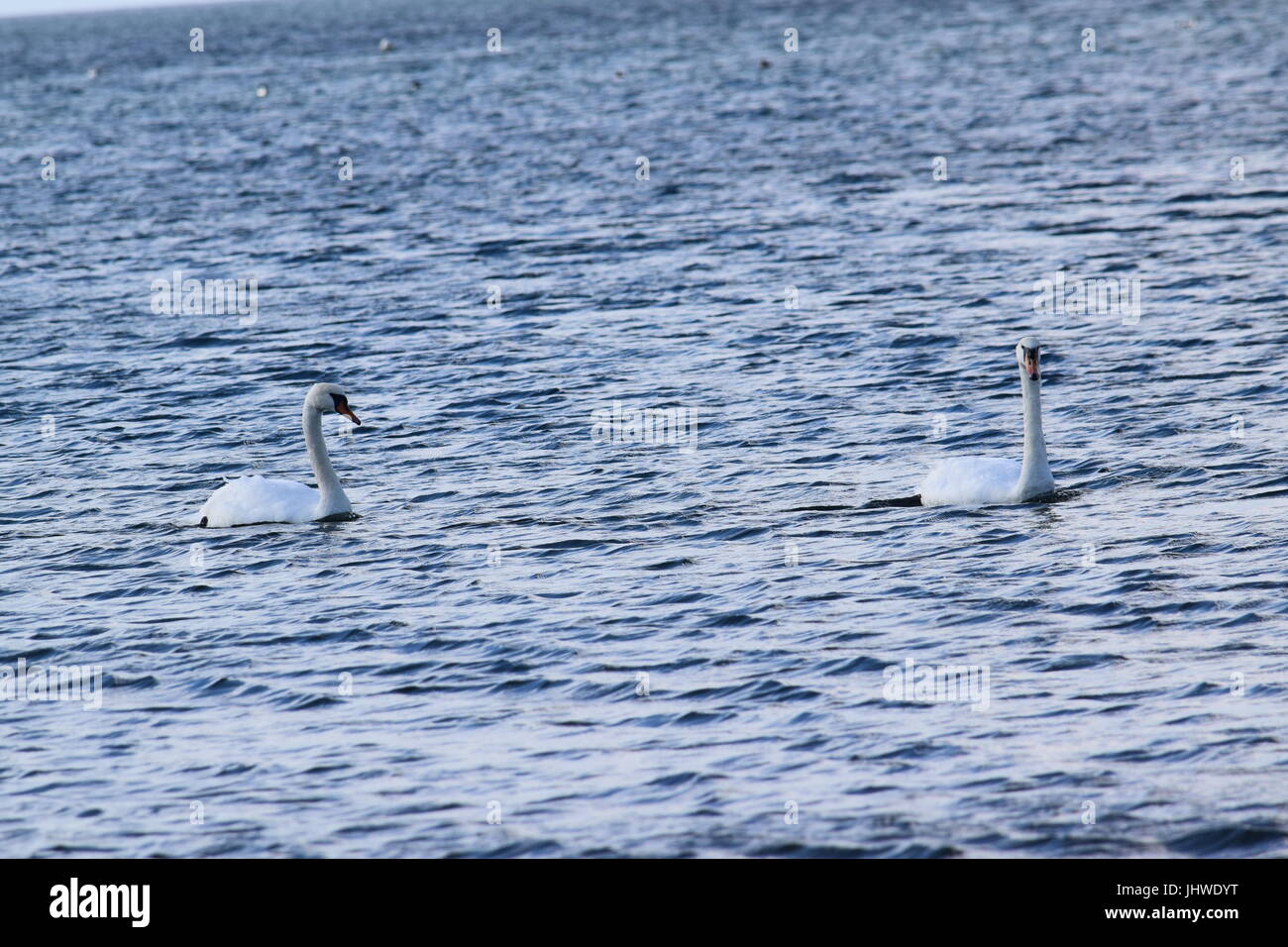 Swans on water Stock Photo - Alamy