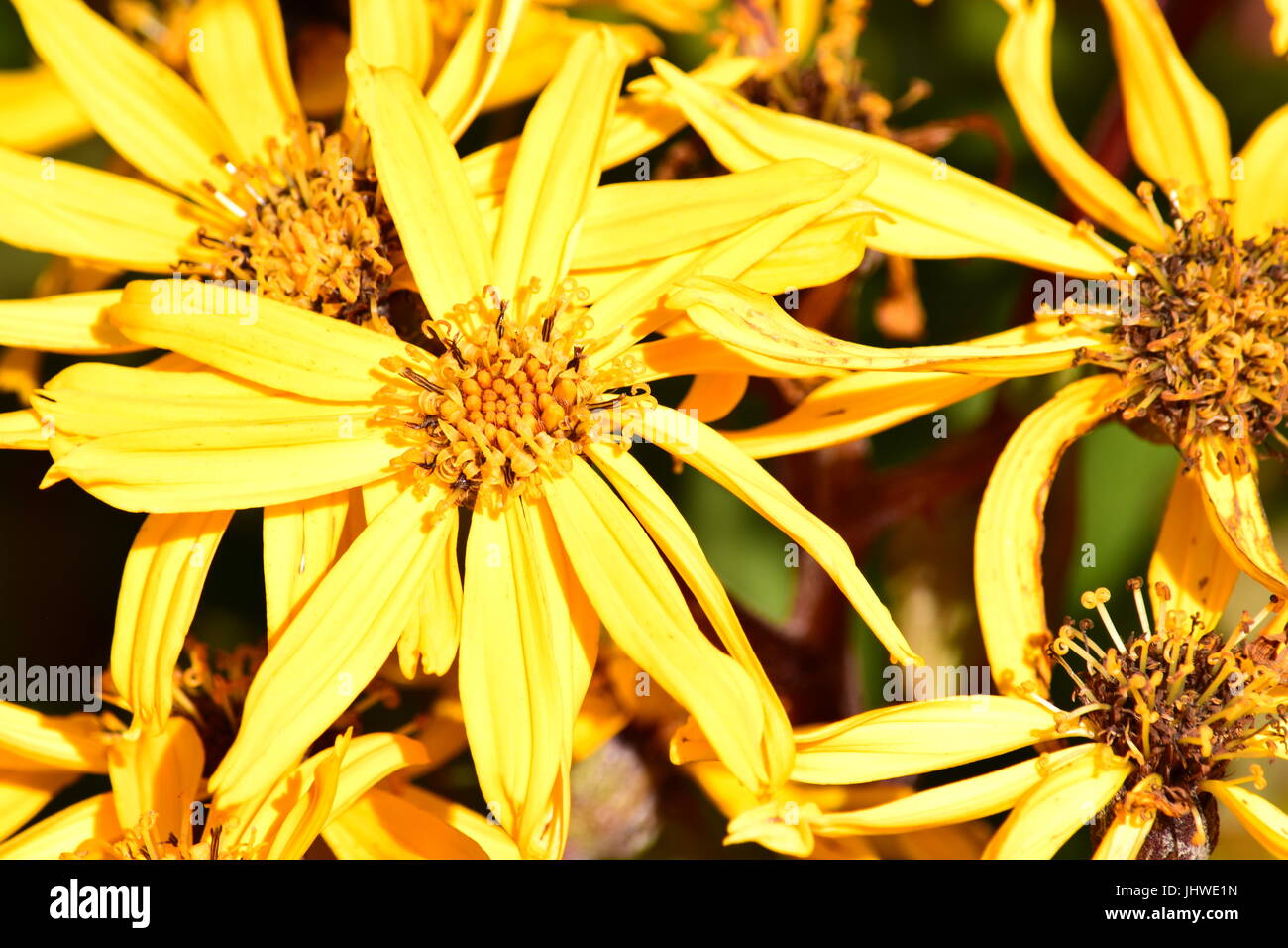 Heliopsis Flower High Resolution Stock Photography and Images - Alamy