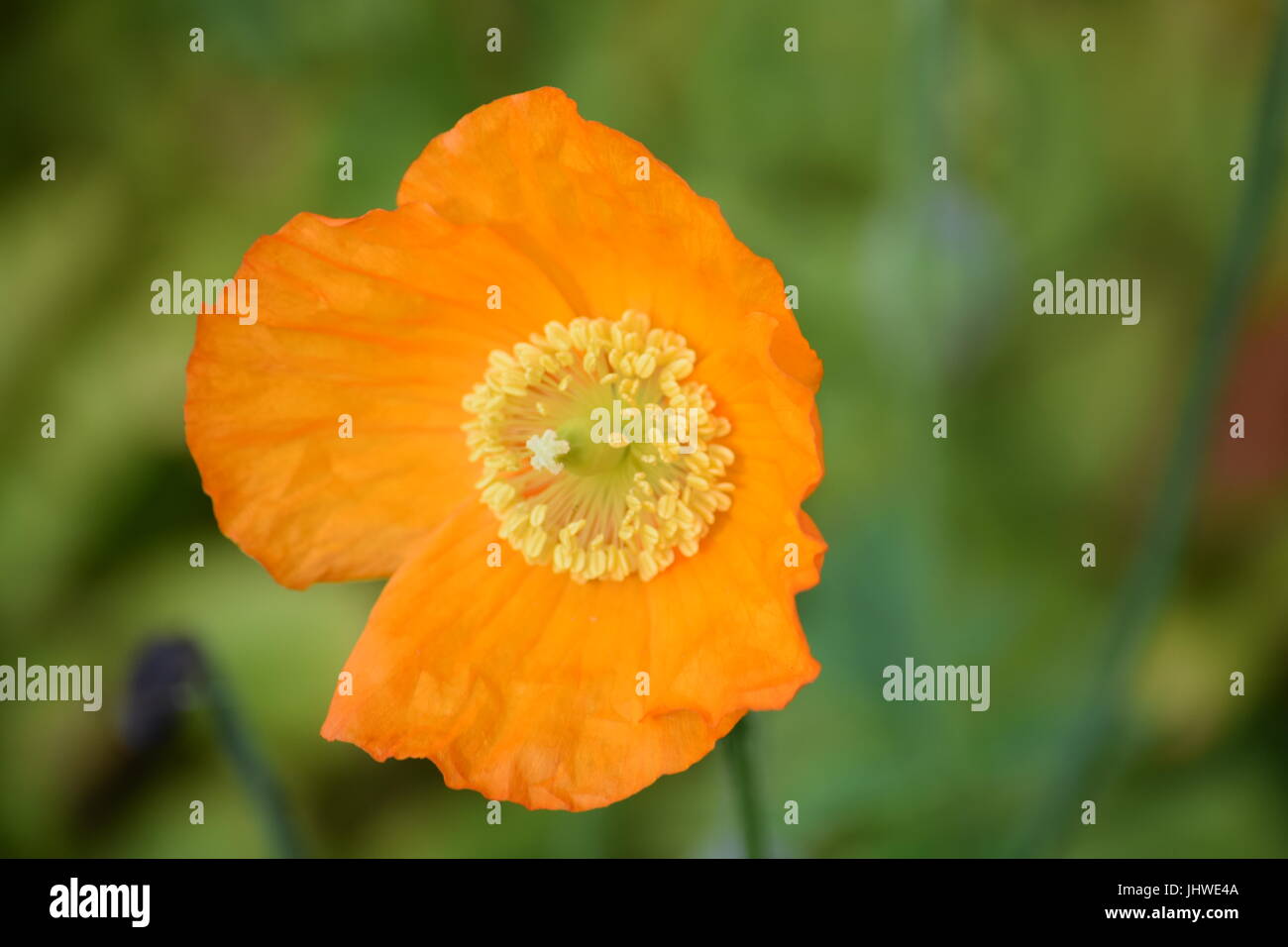 Yellow Welsh poppy Stock Photo - Alamy